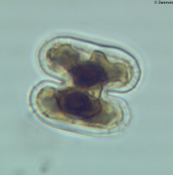 Cosmarium bioculatum 0912111135 • Zwerver